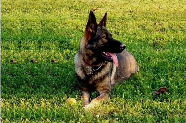 Naši psi :: ChSFuriaInfernalis