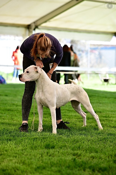 AD - E :: ChSFuriaInfernalis